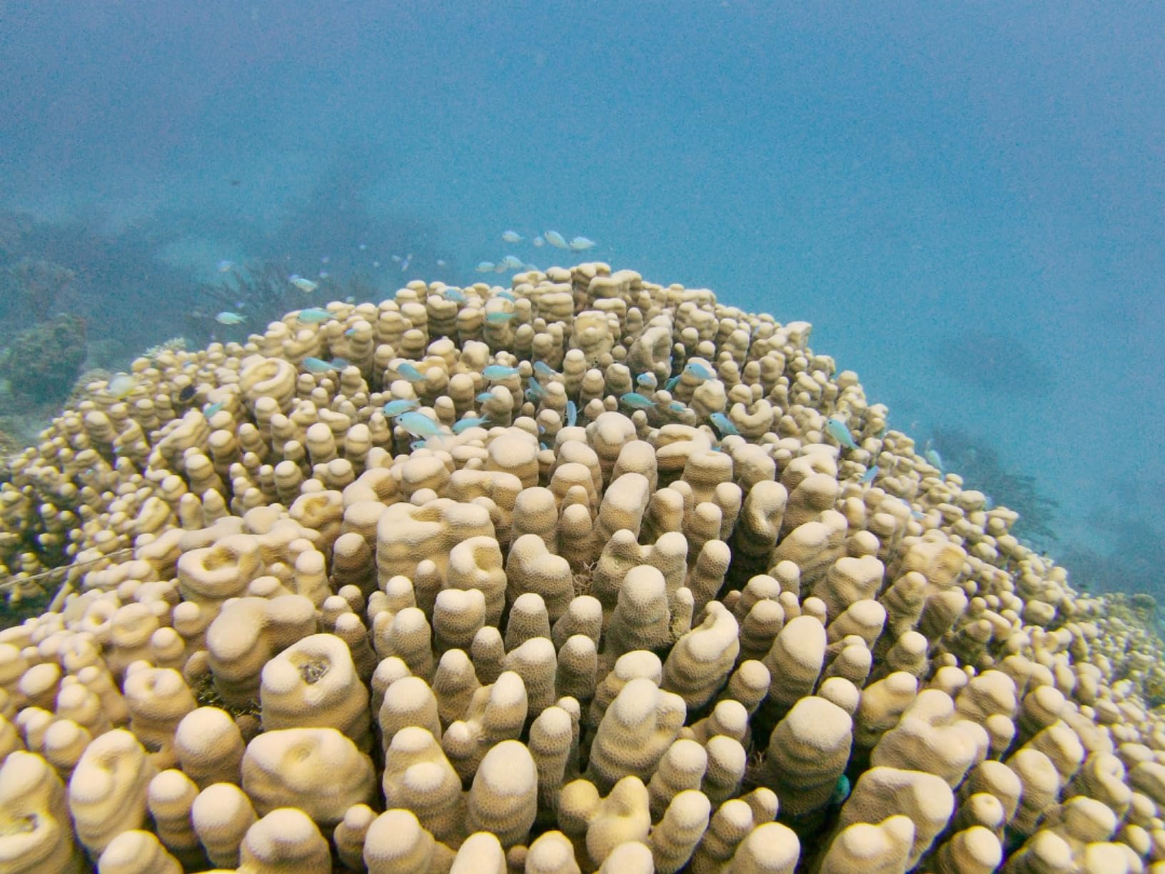 Best Underwater Cameras 2026: 8 Models for Every Budget